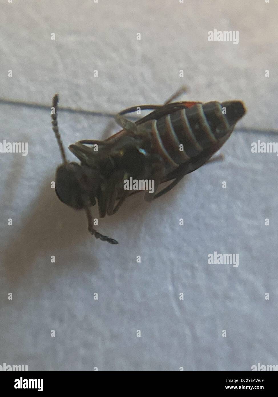 Anthocomus fasciatus hi-res stock photography and images - Alamy