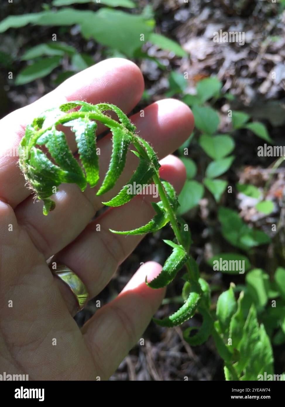 Christmas fern (Polystichum acrostichoides Stock Photo - Alamy