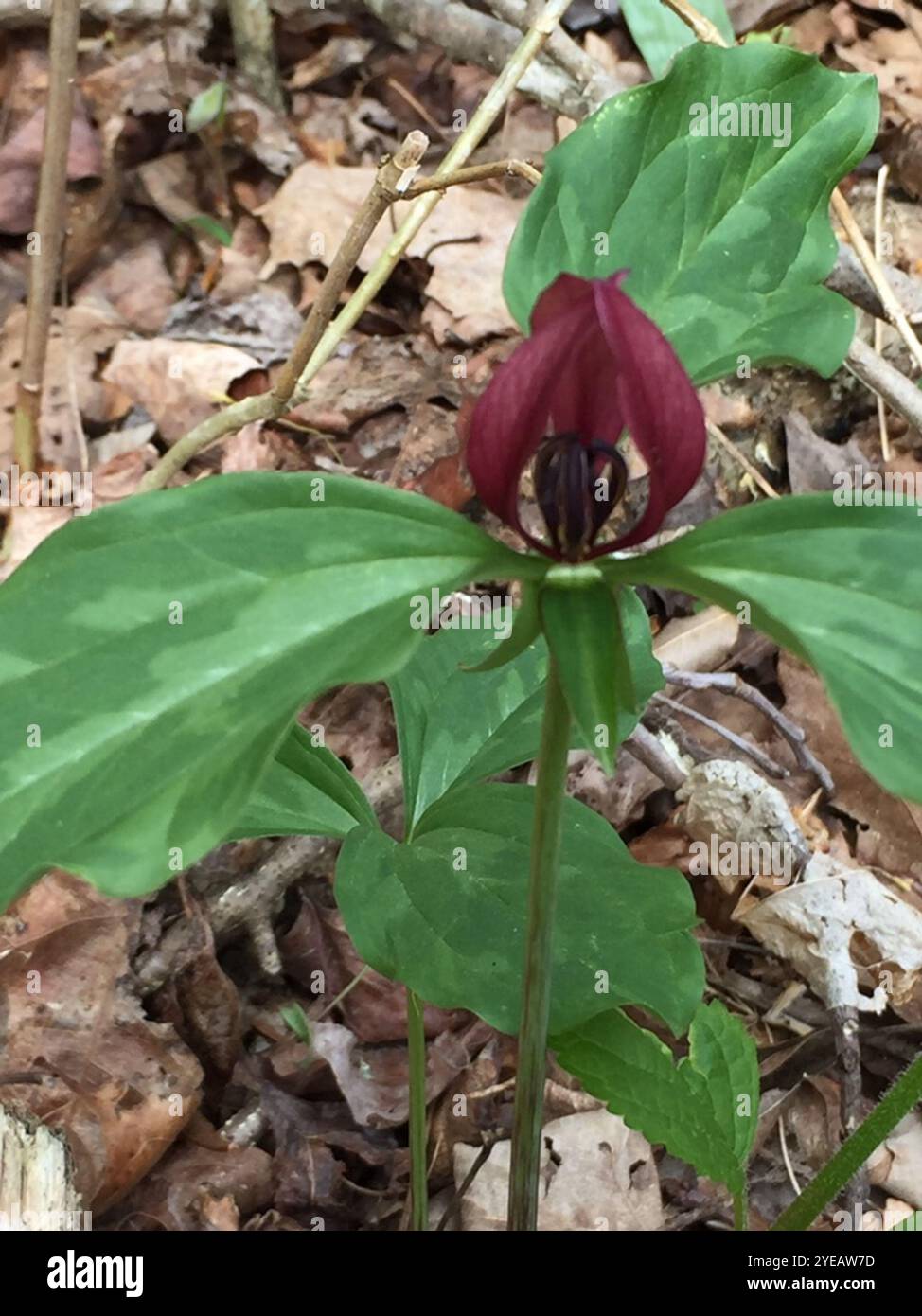 prairie trillium (Trillium recurvatum Stock Photo - Alamy