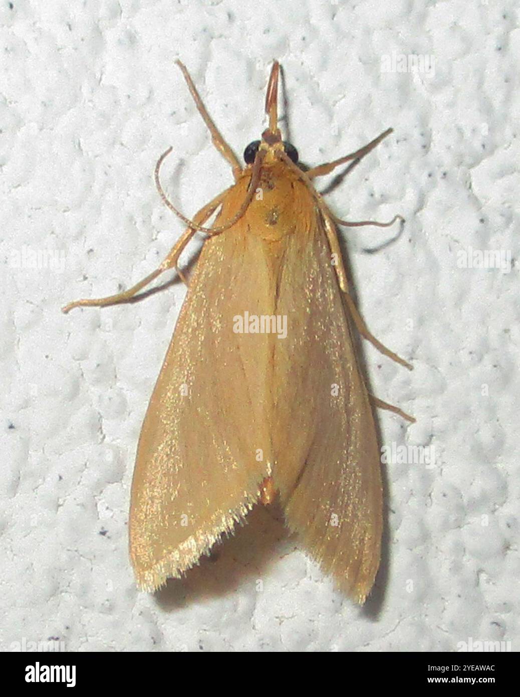 Impunctata hi-res stock photography and images - Alamy