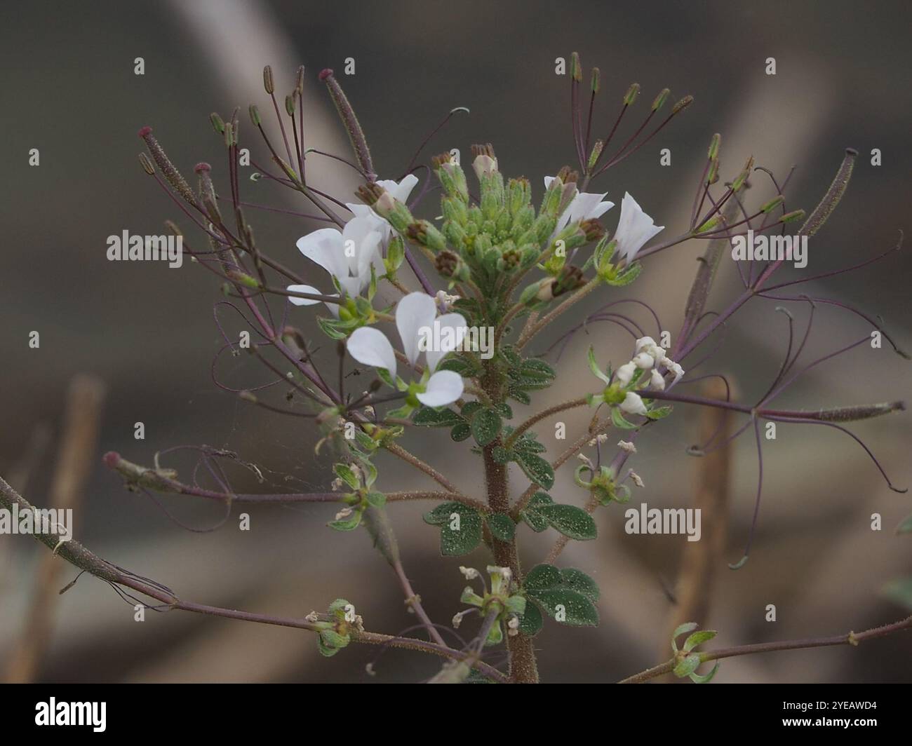 Spiderwisp (Cleome gynandra Stock Photo - Alamy