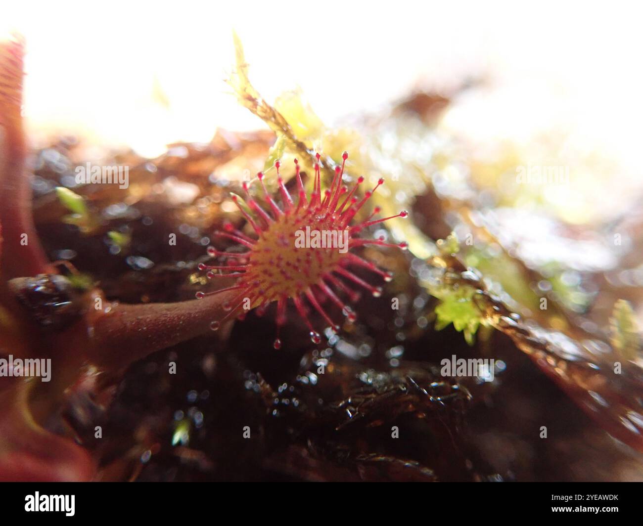 round-leaved sundew (Drosera rotundifolia Stock Photo - Alamy