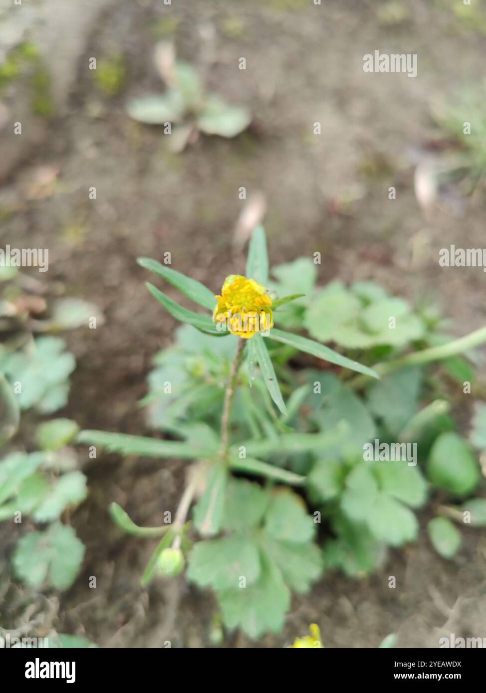 Goldilocks Buttercup (Ranunculus auricomus Stock Photo - Alamy
