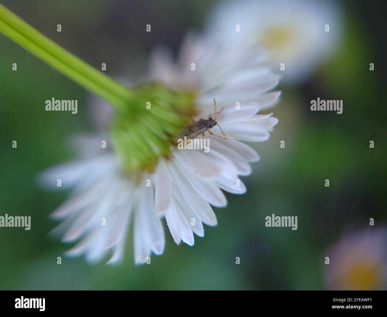 False chinch bugs (Nysius Stock Photo - Alamy
