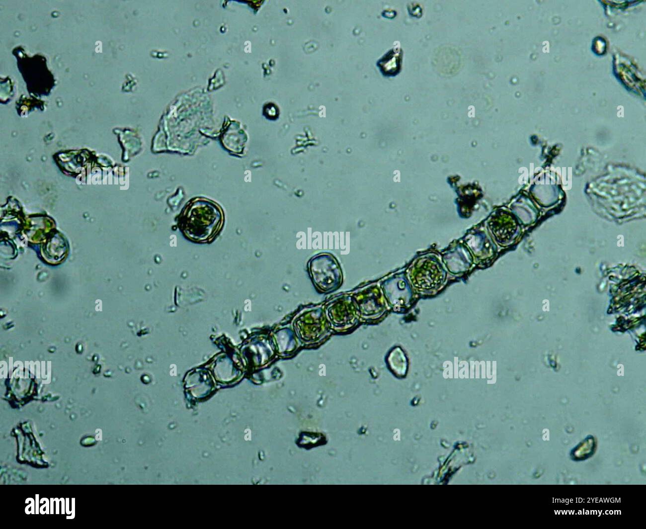 Wavy Starburst Moss (Atrichum altecristatum Stock Photo - Alamy