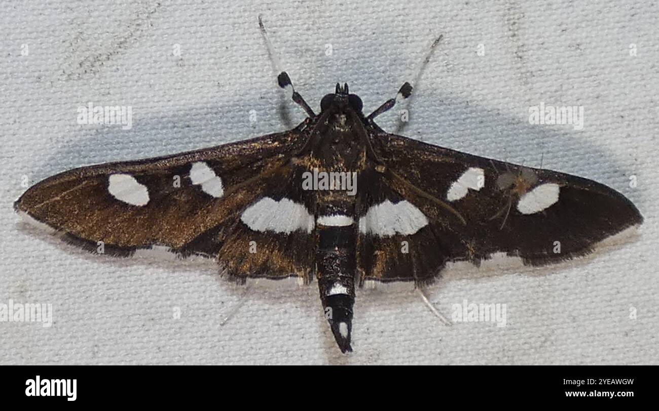 Grape Leaffolder Moth (Desmia funeralis Stock Photo - Alamy