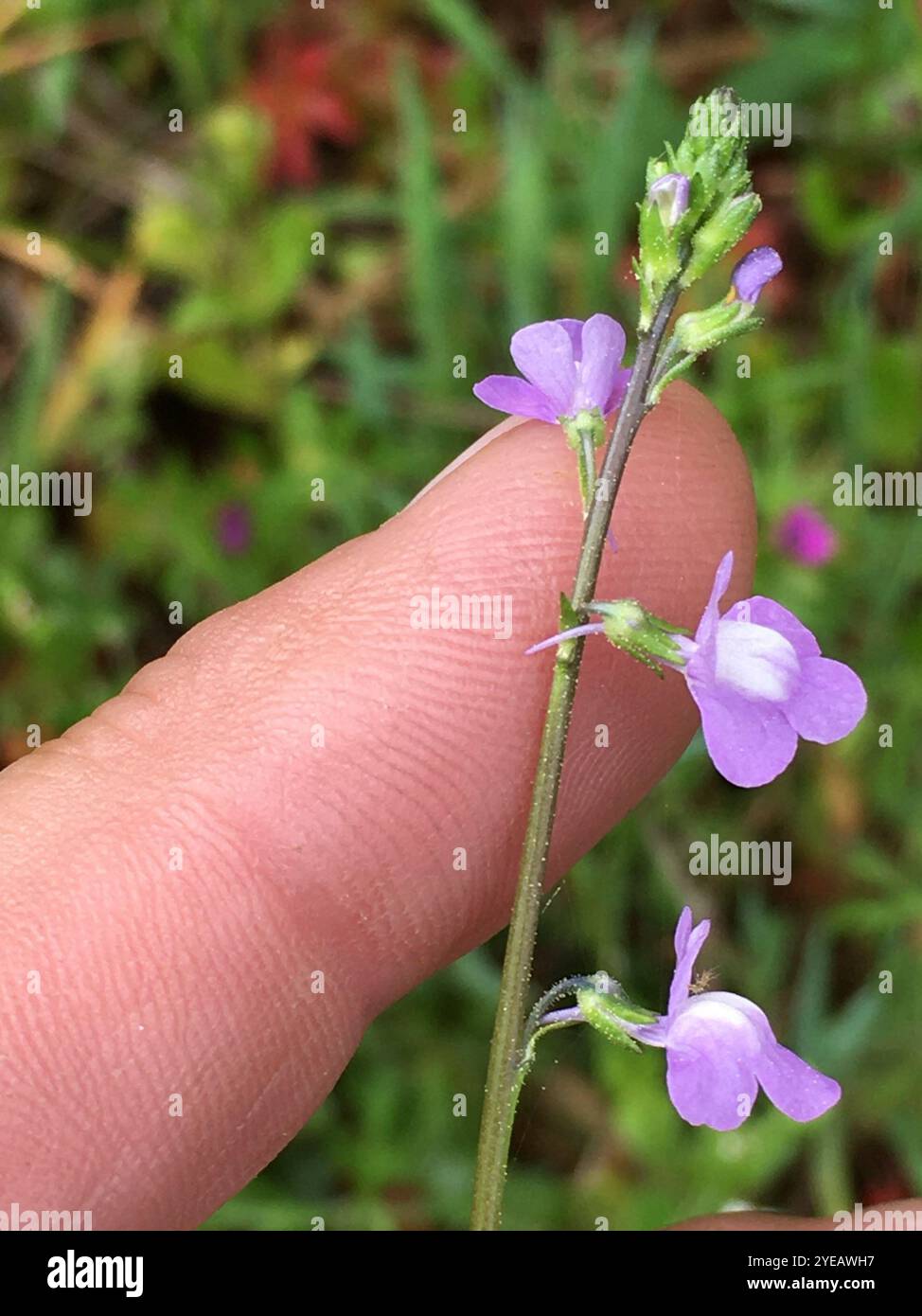 blue toadflax (Nuttallanthus canadensis Stock Photo - Alamy