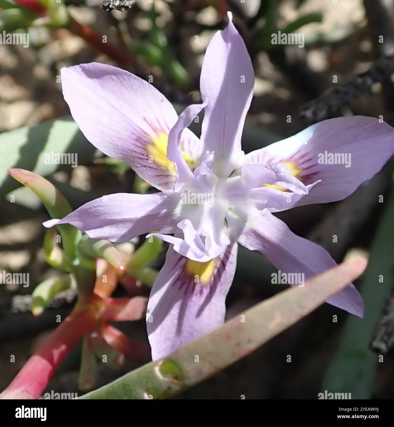 Bigseed Tulp (Moraea macrocarpa Stock Photo - Alamy