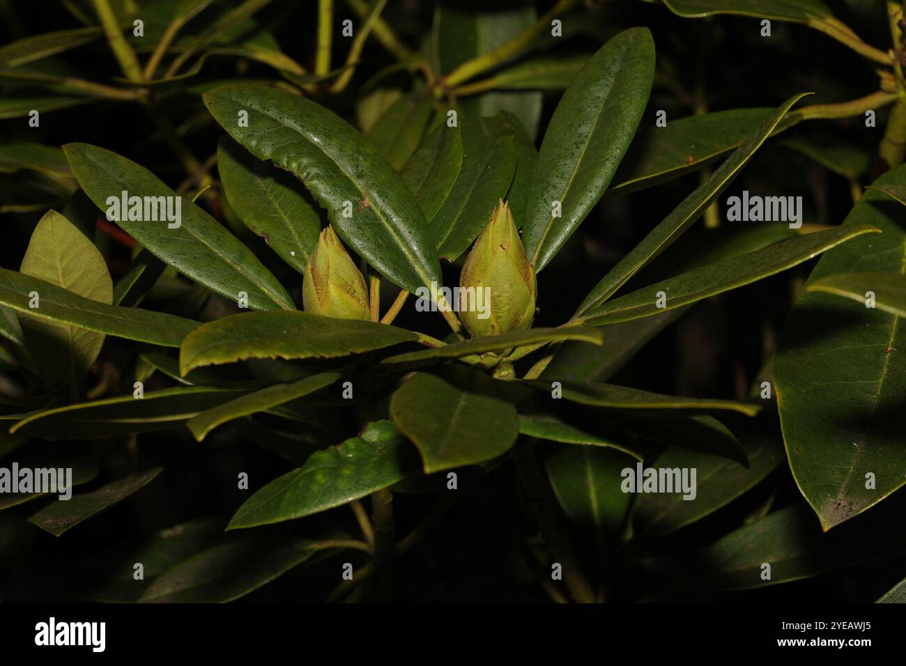 Common Rhododendron (Rhododendron ponticum Stock Photo - Alamy