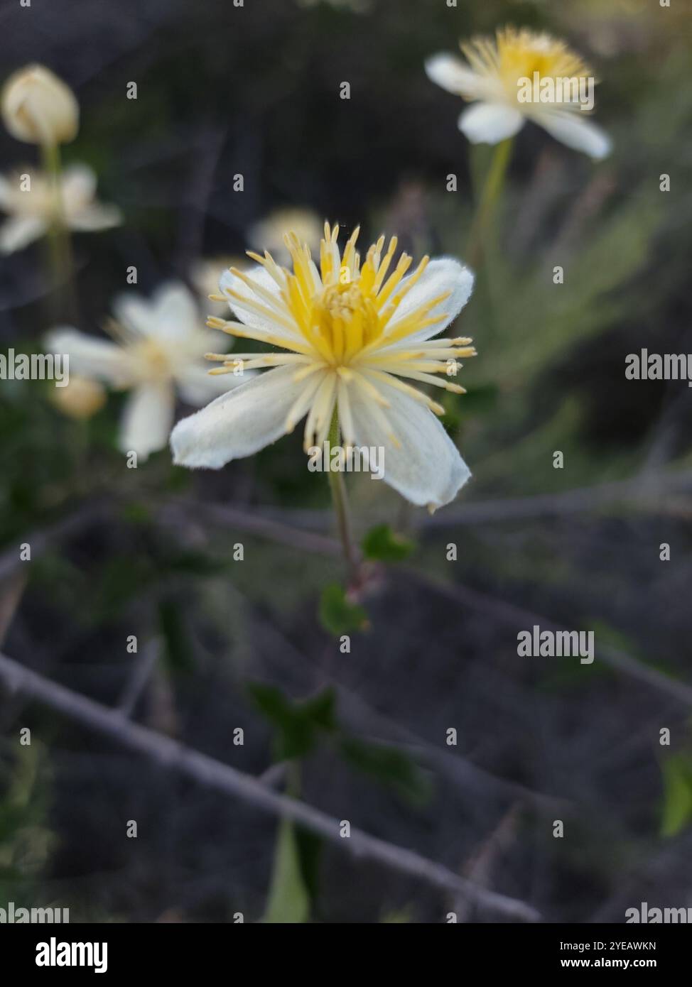 Pipestem Clematis (Clematis lasiantha Stock Photo - Alamy