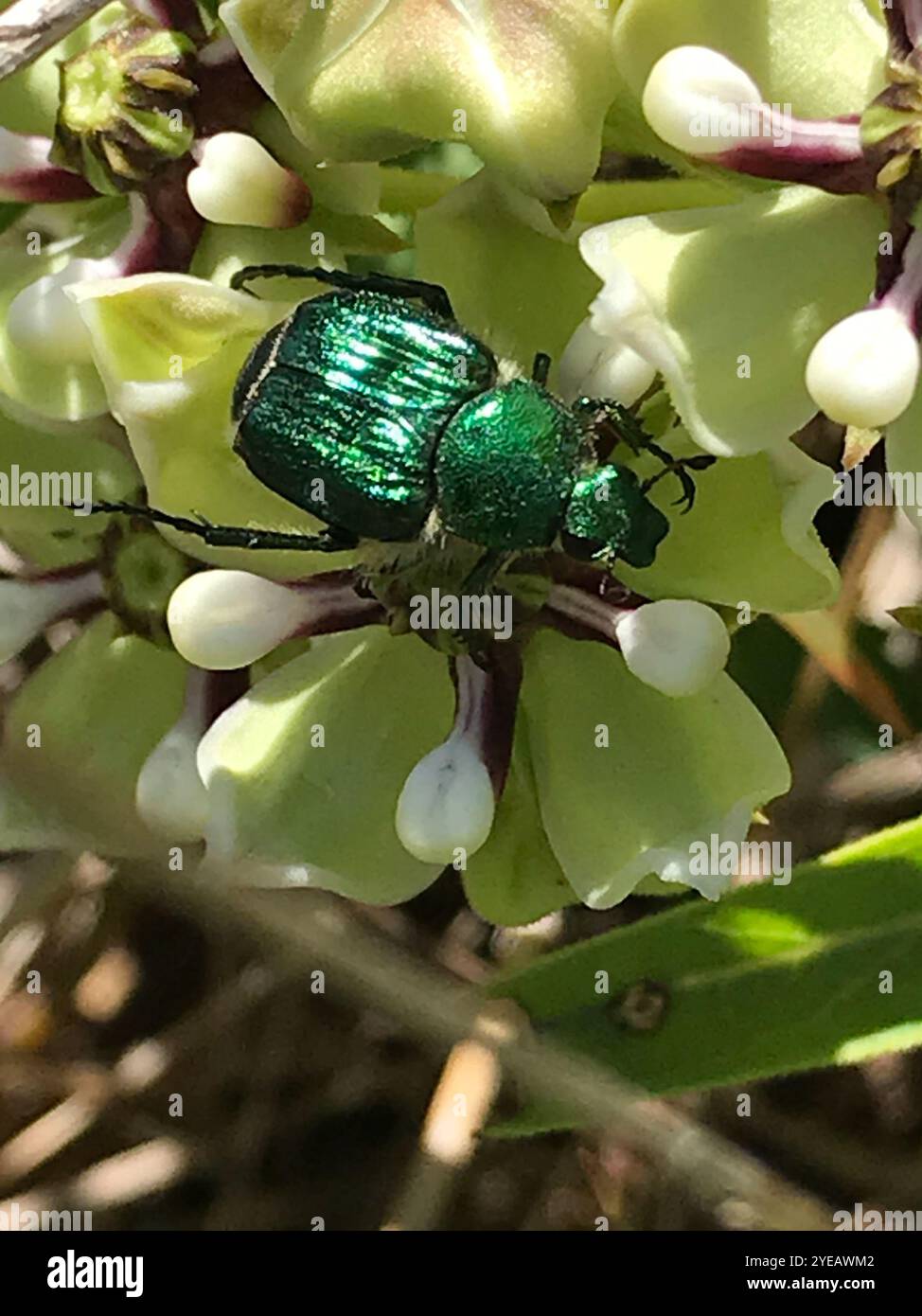Emerald Flower Scarab (Trichiotinus lunulatus Stock Photo - Alamy