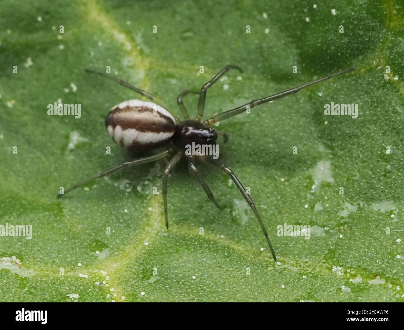 Bowl-and-doily Spider (Frontinella pyramitela Stock Photo - Alamy