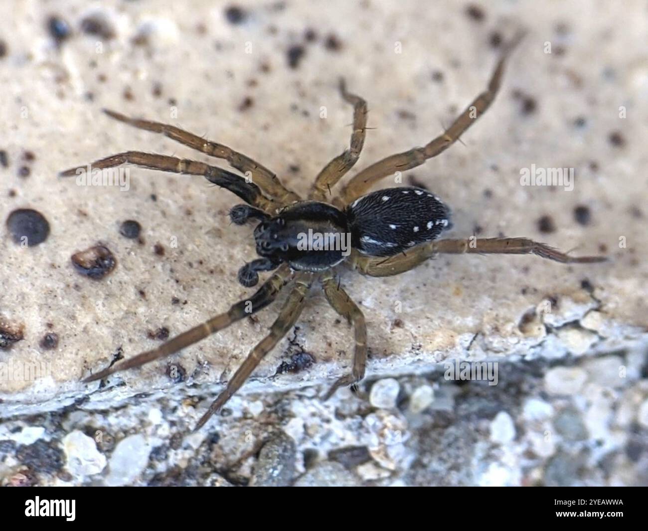 pirate wolf spiders (Pirata Stock Photo - Alamy