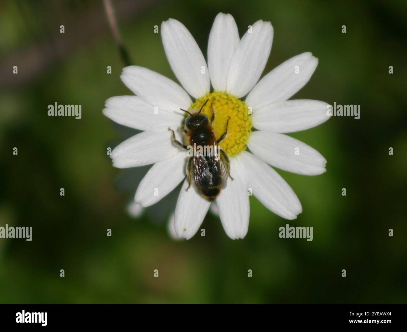 Small Mason Bees (Hoplitis Stock Photo - Alamy