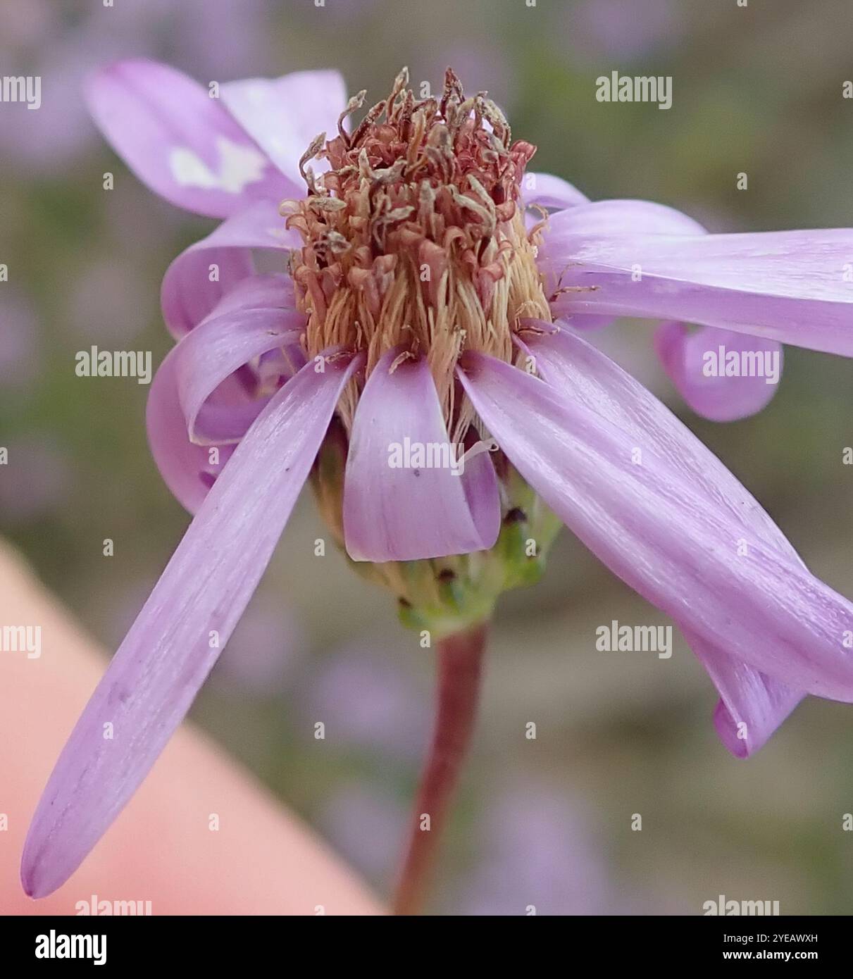 Fine Felicia (Felicia filifolia Stock Photo - Alamy
