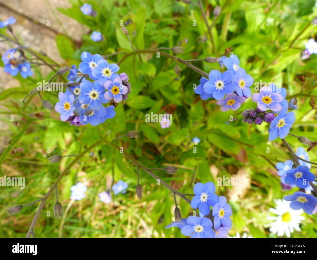 Wood Forget-me-not (Myosotis sylvatica Stock Photo - Alamy