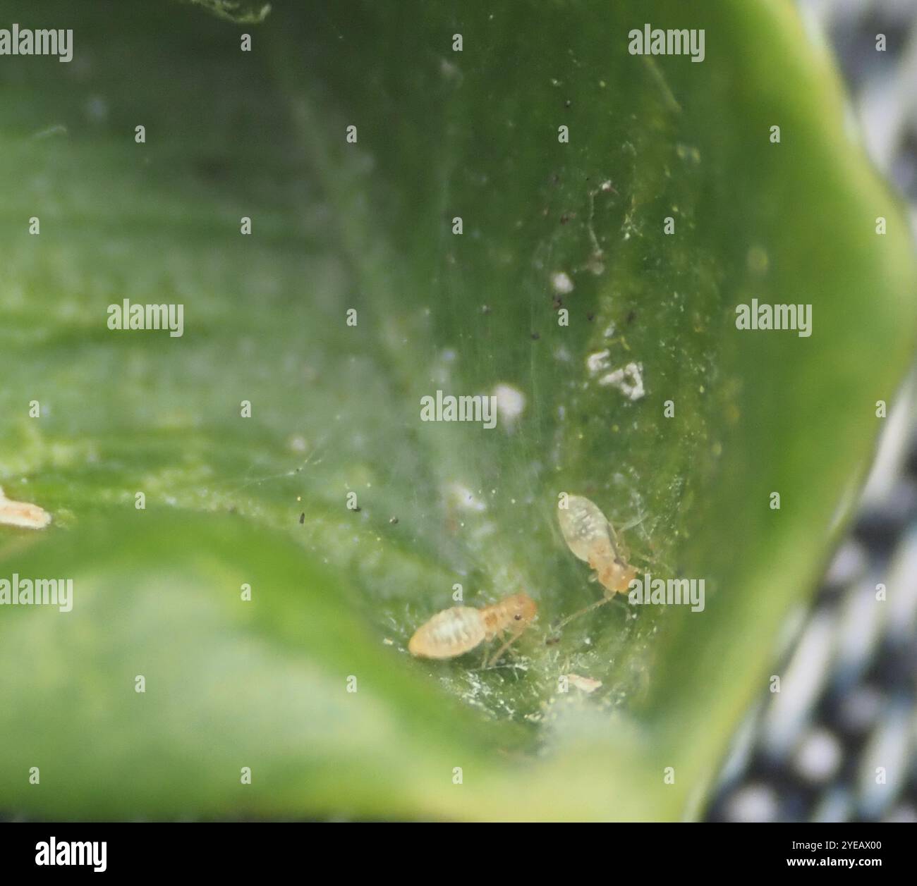 Barklice, Booklice, and Parasitic Lice (Psocodea Stock Photo - Alamy