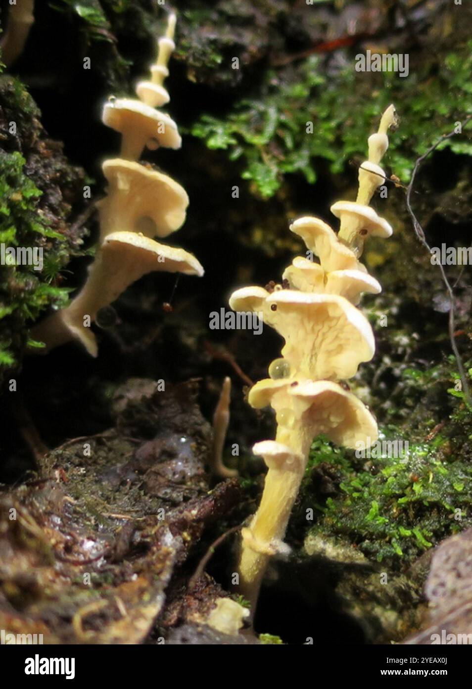 Pagoda Fungus (Podoserpula pusio Stock Photo - Alamy