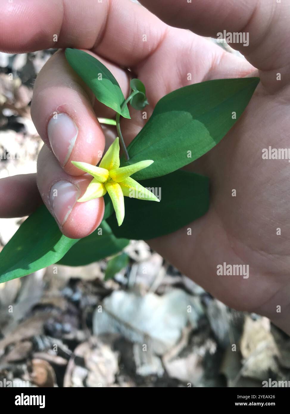 perfoliate bellwort (Uvularia perfoliata Stock Photo - Alamy