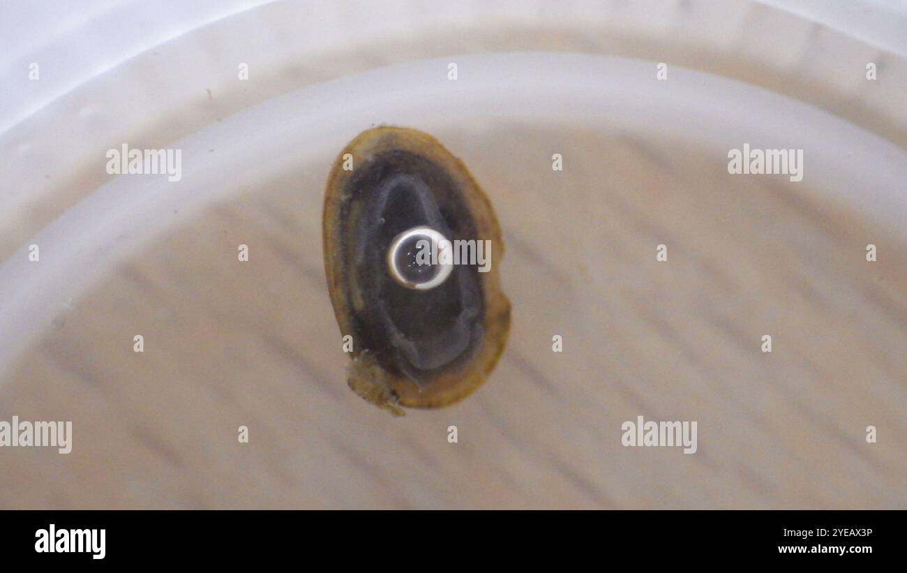 Freshwater Limpets (Ancylinae Stock Photo - Alamy