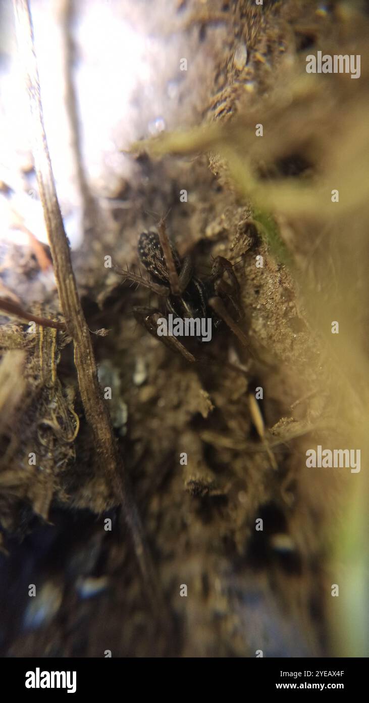 Thin-legged Wolf Spiders (Pardosa Stock Photo - Alamy
