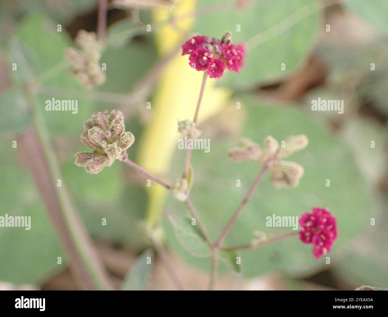 scarlet spiderling (Boerhavia coccinea Stock Photo - Alamy