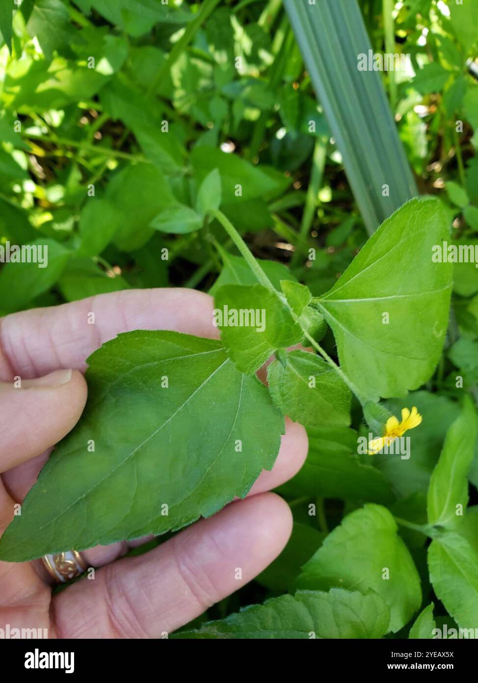 straggler daisy (Calyptocarpus vialis Stock Photo - Alamy