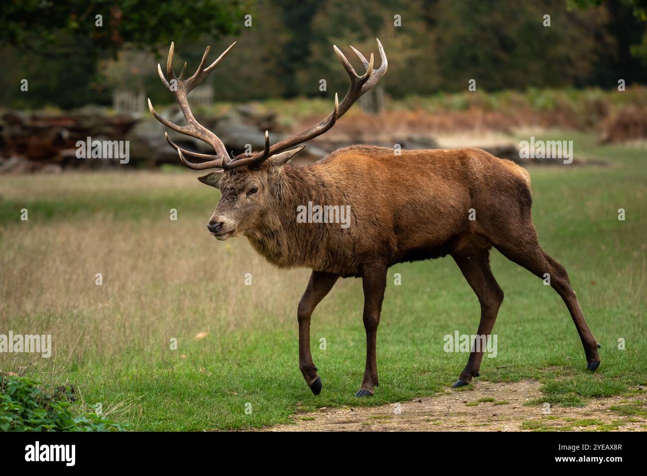 White dear hi-res stock photography and images - Alamy