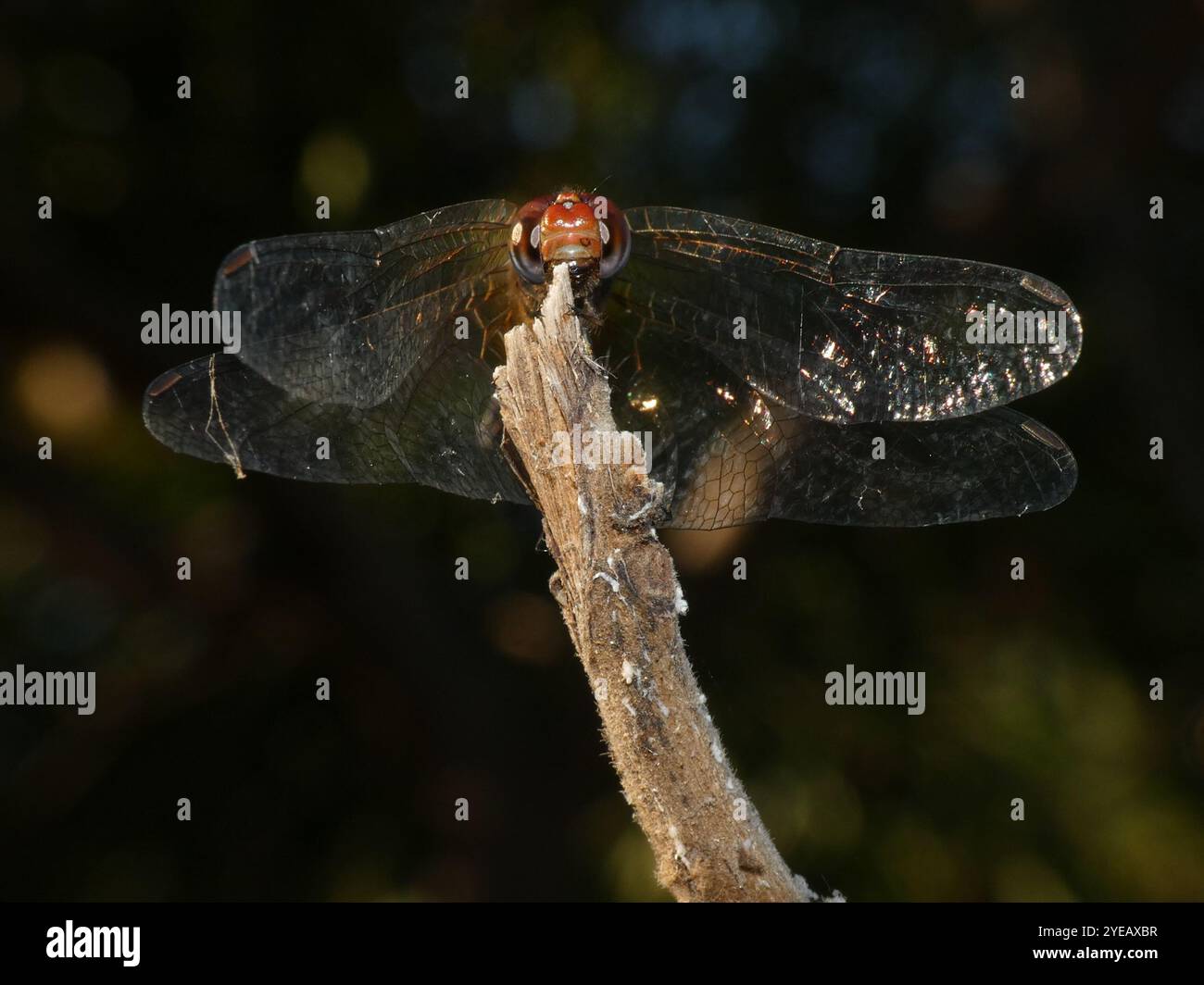 Elegant dropwing hi-res stock photography and images - Alamy