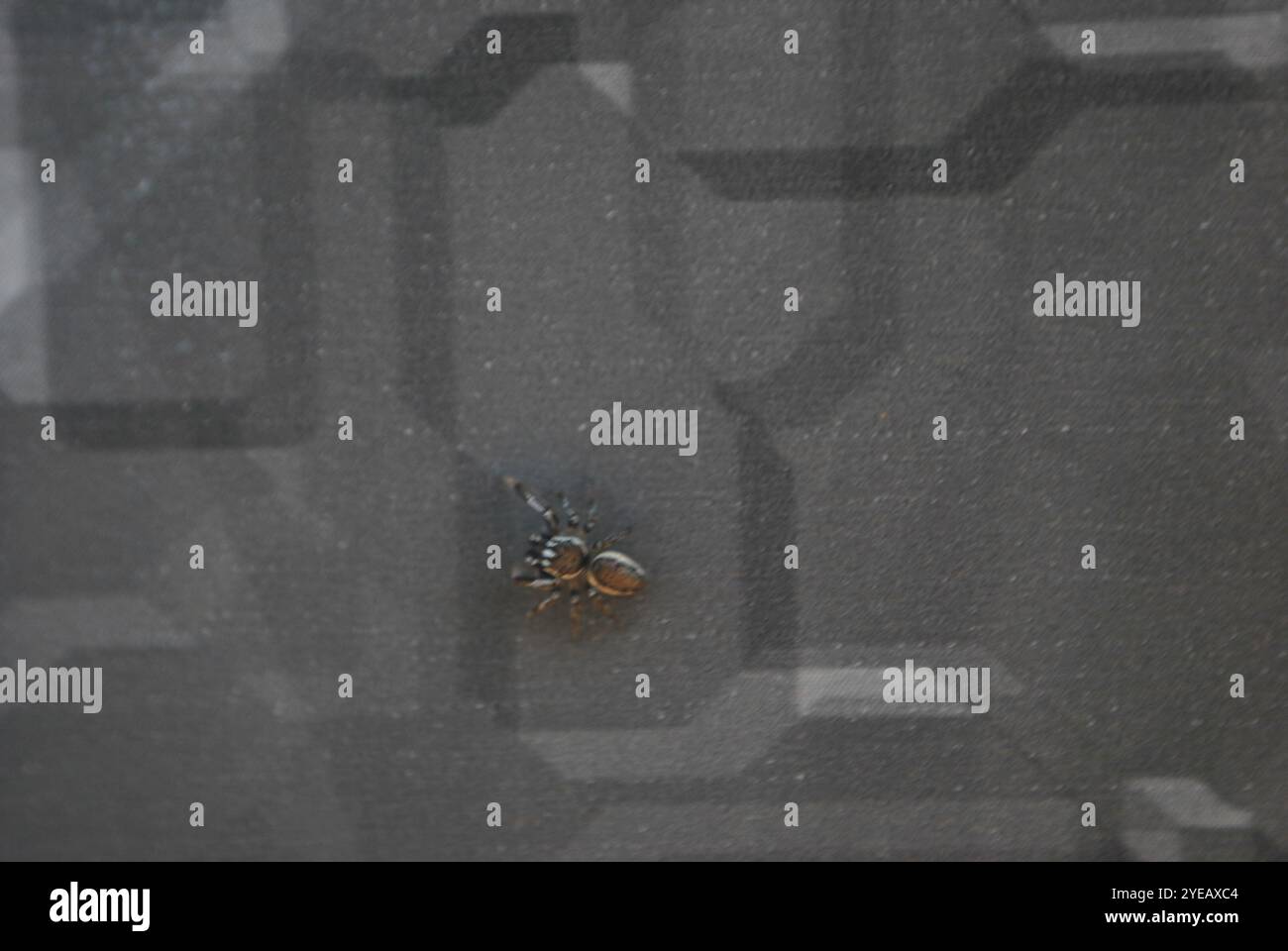 Bronze Jumping Spider (Eris militaris Stock Photo - Alamy