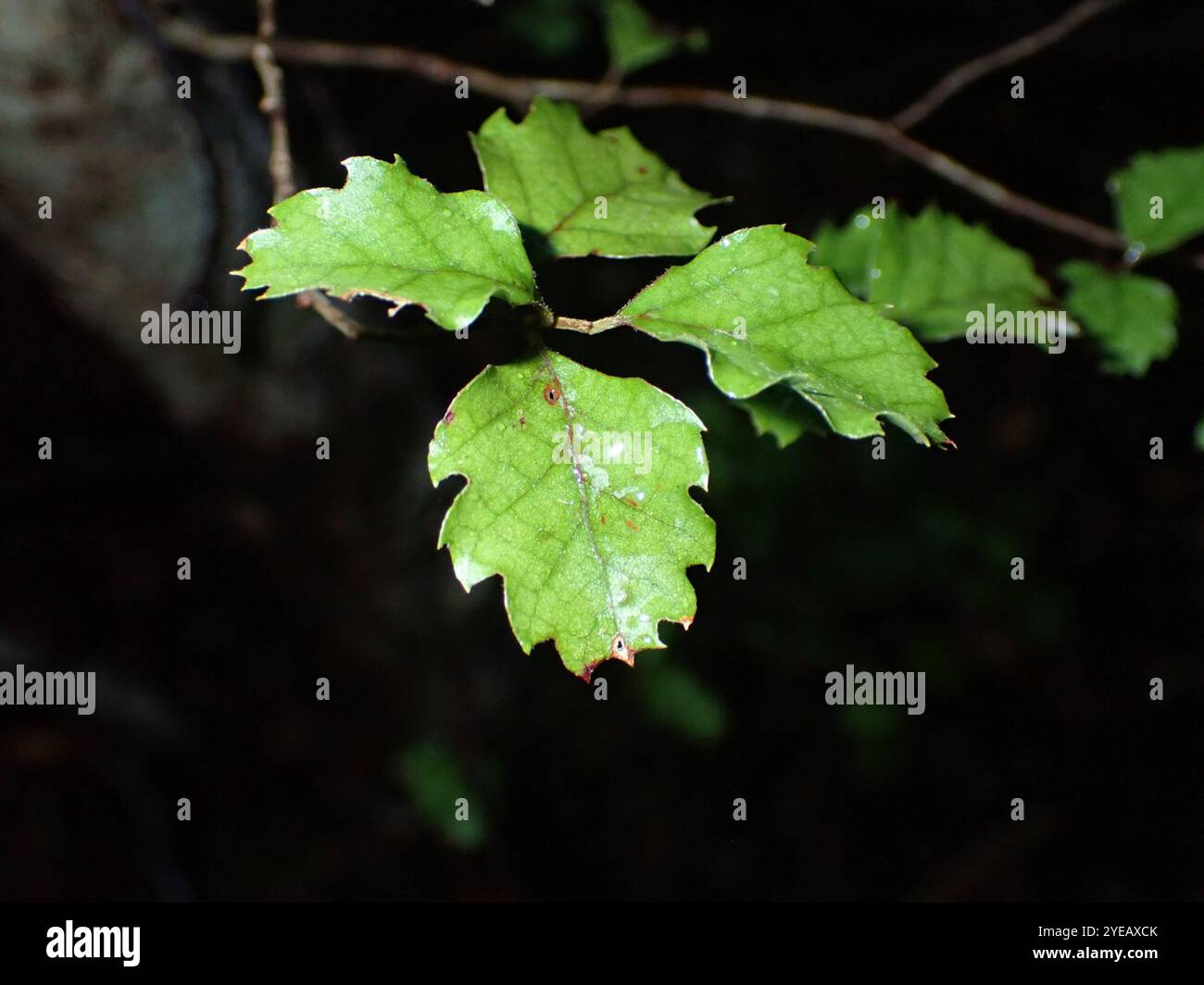 Nothofagus fusca hi-res stock photography and images - Alamy