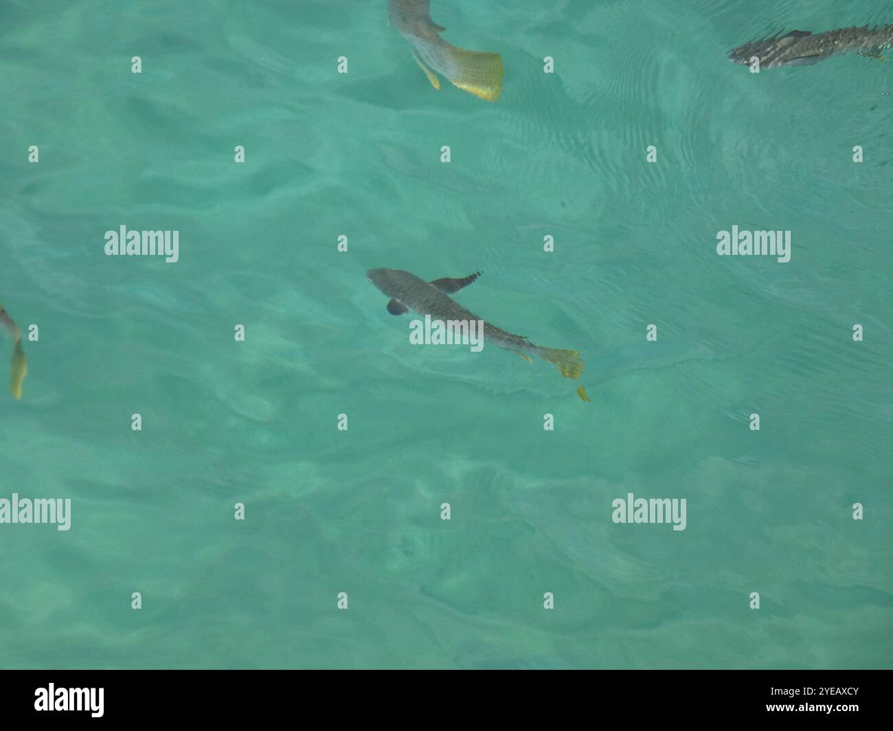 Squaretail Mullet (Ellochelon vaigiensis Stock Photo - Alamy