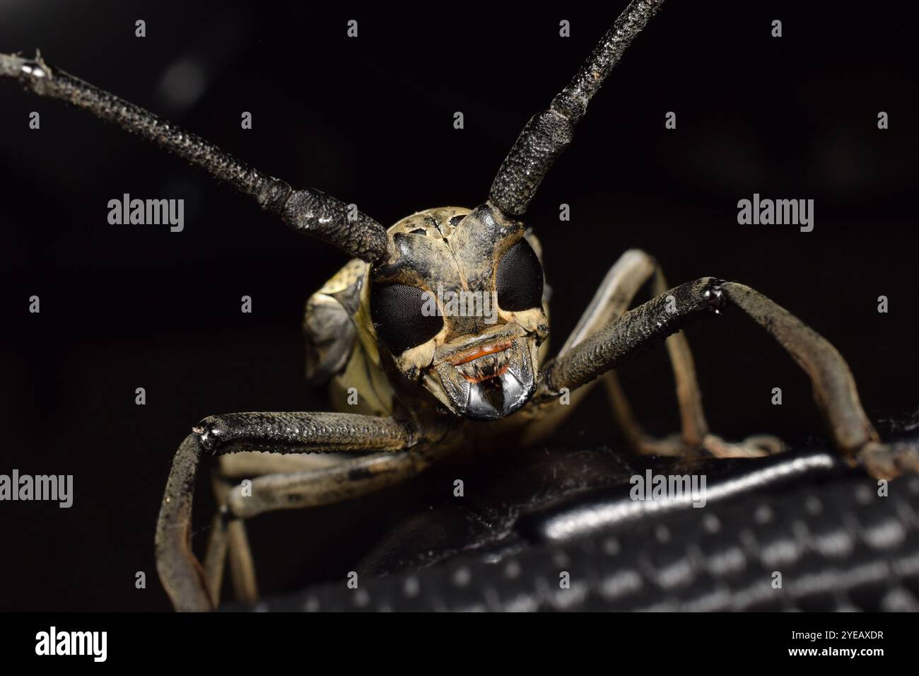 White-striped Longhorn Beetle (Batocera lineolata Stock Photo - Alamy