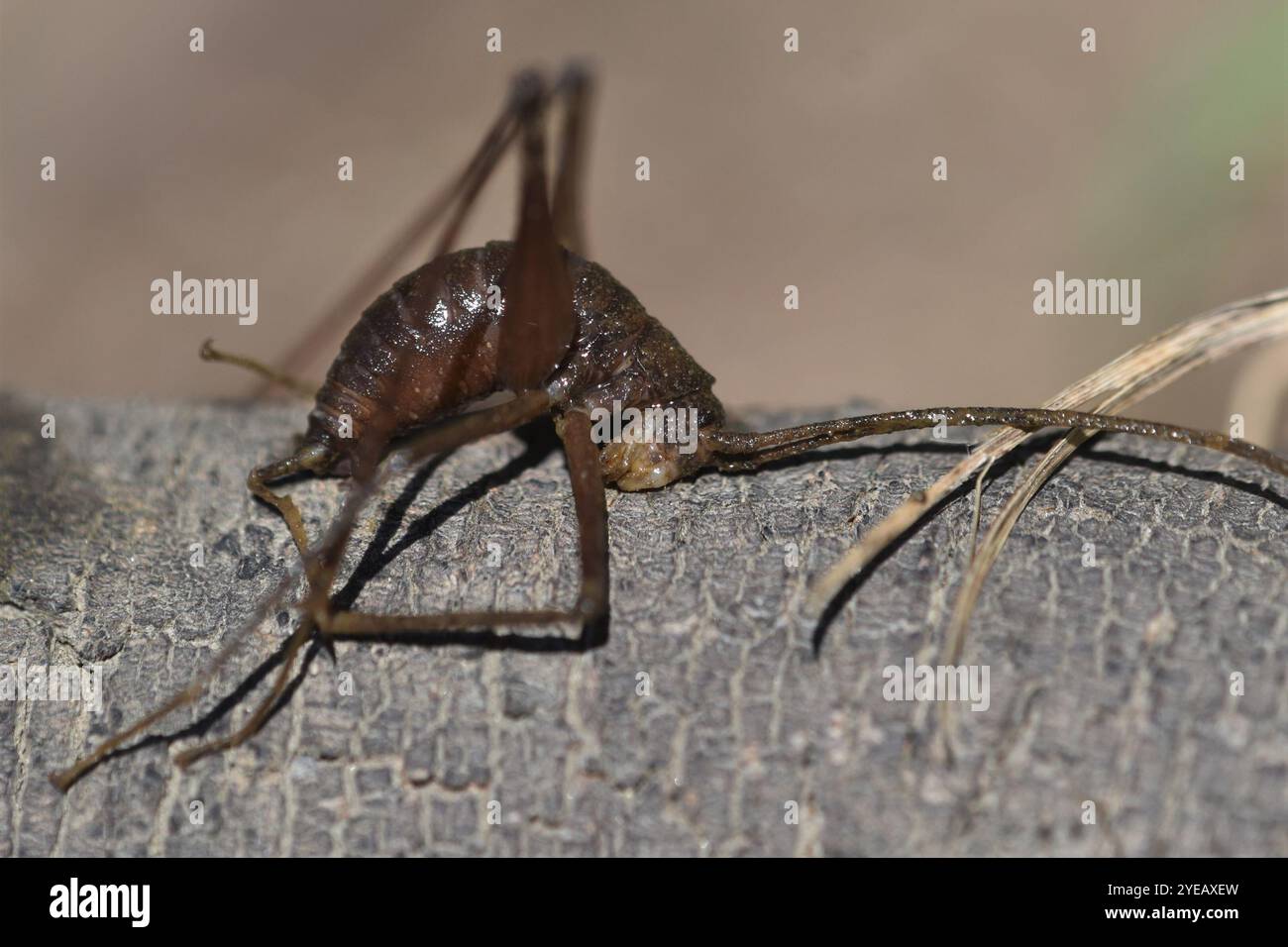 Square-legged Camel Cricket (Tropidischia xanthostoma Stock Photo - Alamy