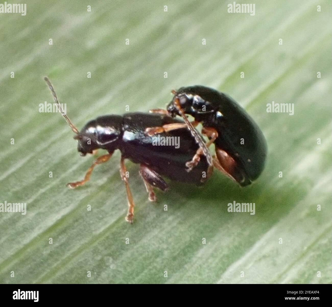 Iris Flea Beetle (Aphthona nonstriata Stock Photo - Alamy