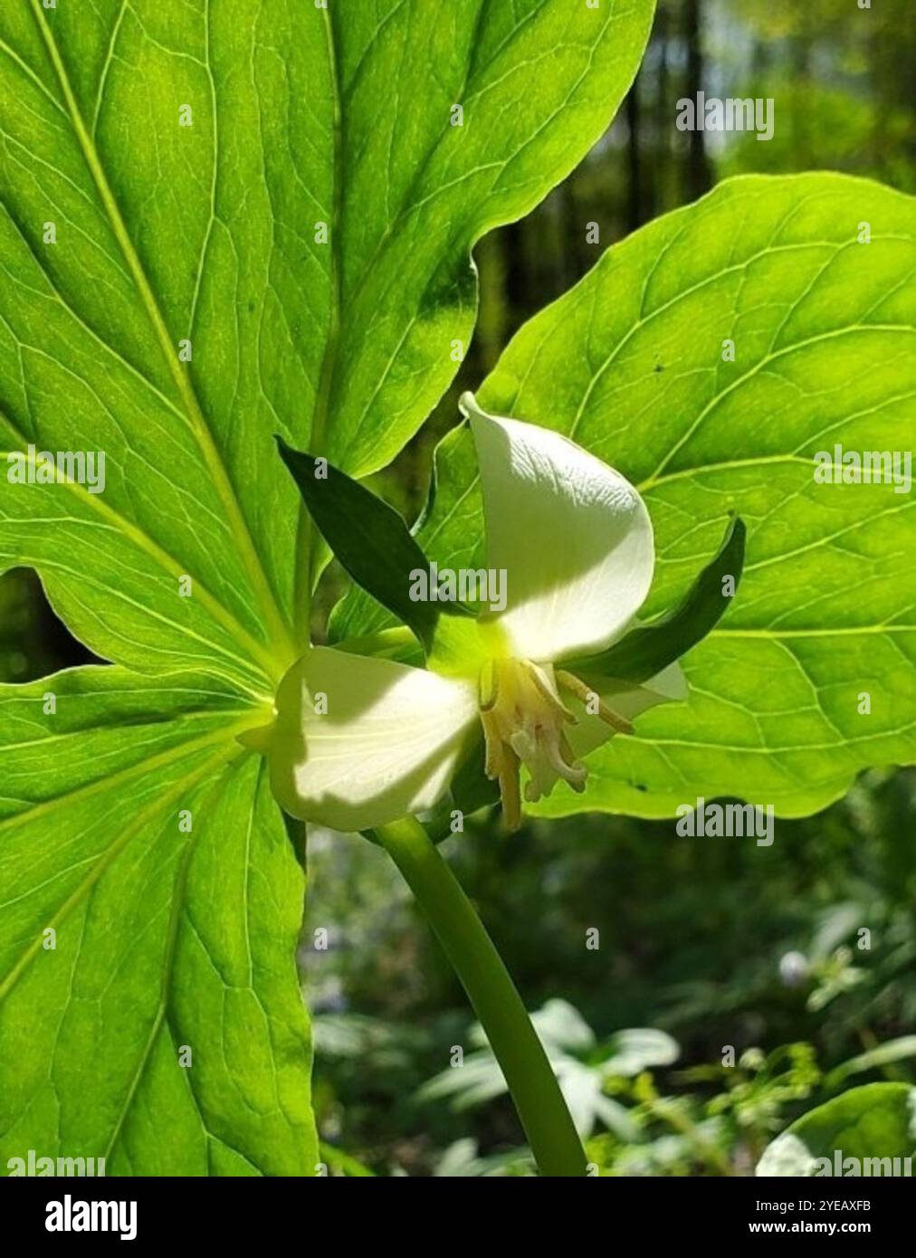 Drooping trillium hi-res stock photography and images - Alamy
