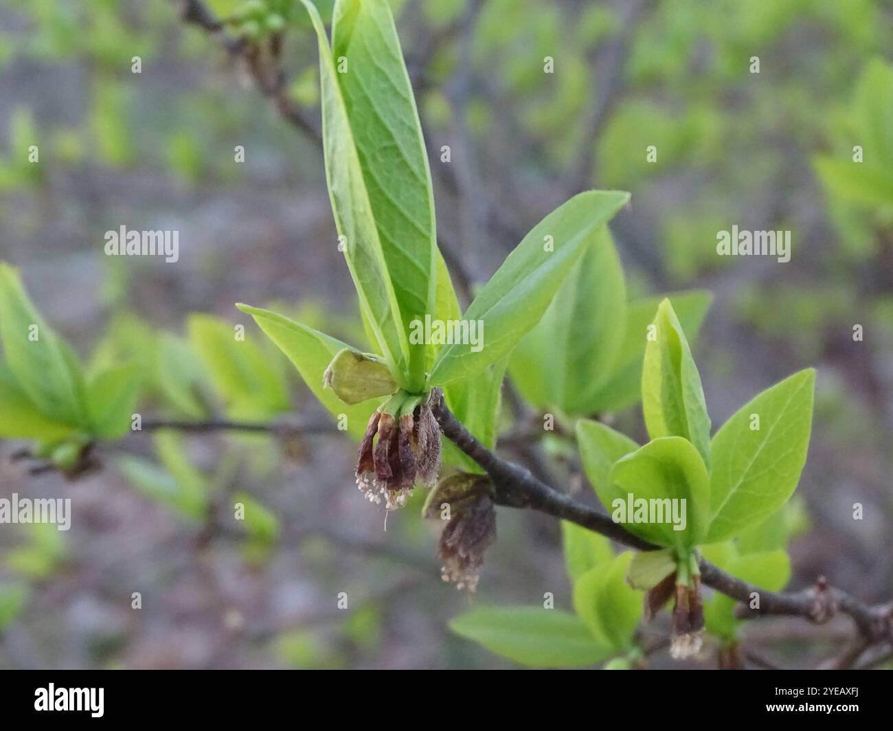 eastern leatherwood (Dirca palustris Stock Photo - Alamy