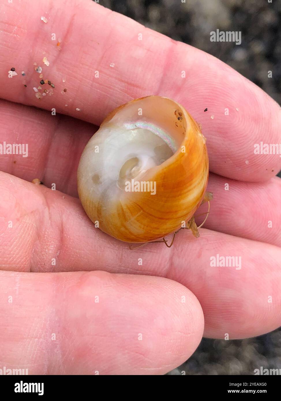 Tegula brunnea hi-res stock photography and images - Alamy