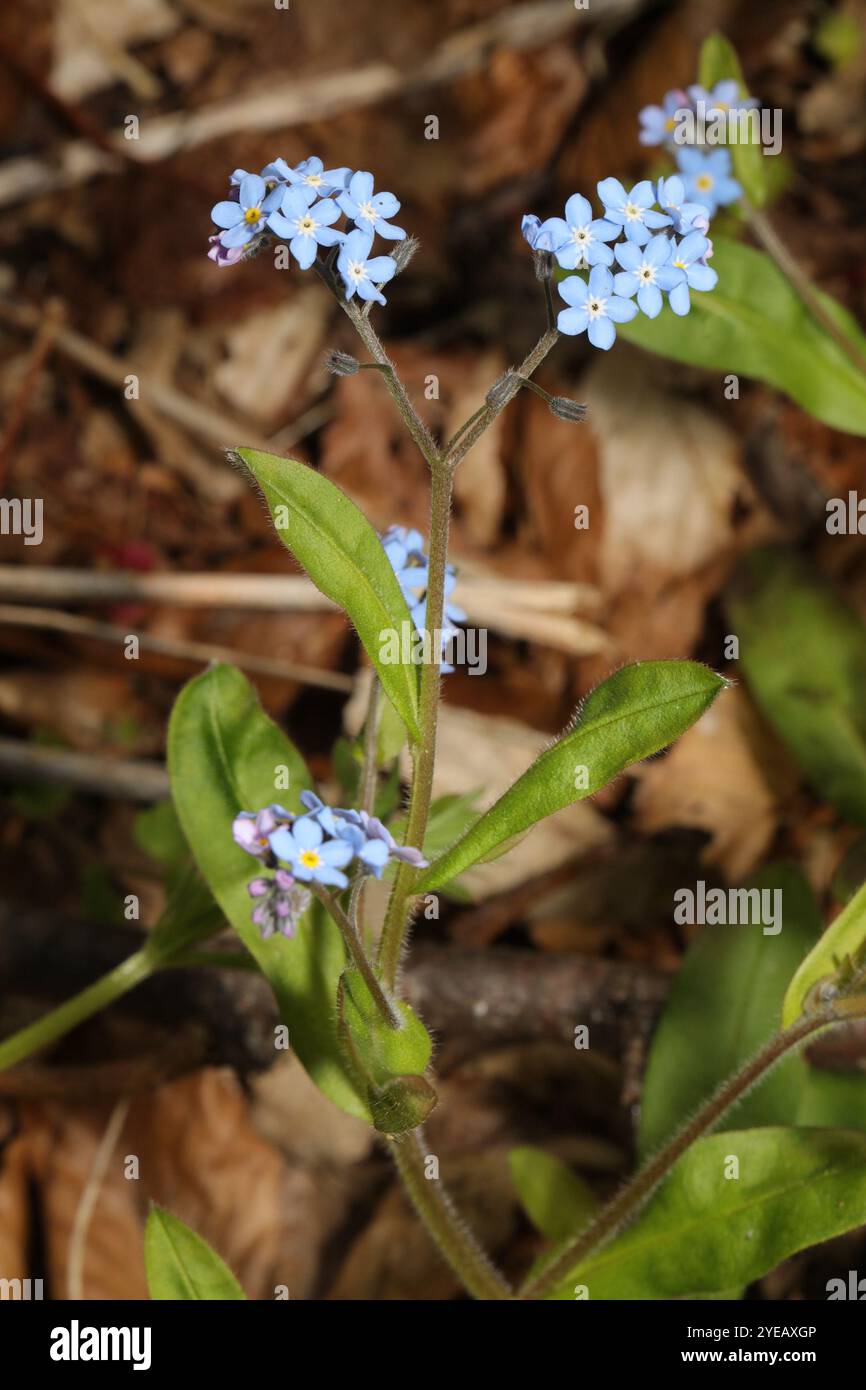 Wood Forget-me-not (Myosotis sylvatica Stock Photo - Alamy