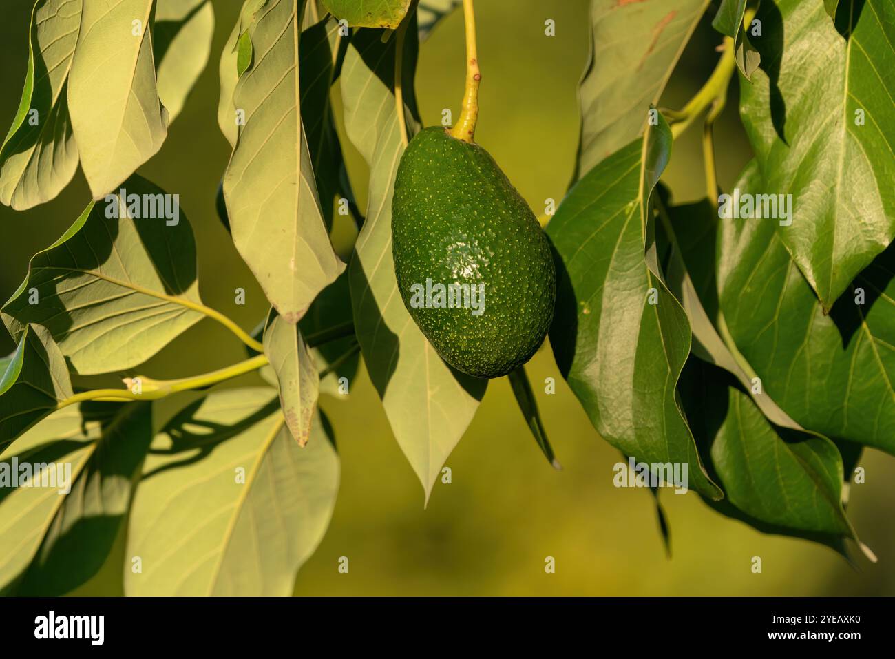 Healthy fresh avocado fruits hi-res stock photography and images - Alamy