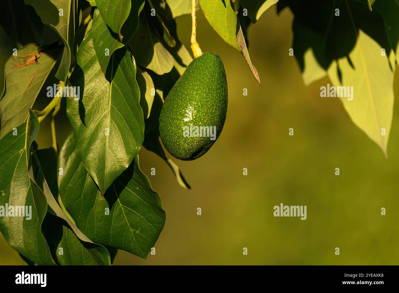 A grown avocado on the branch in tree Stock Photo - Alamy