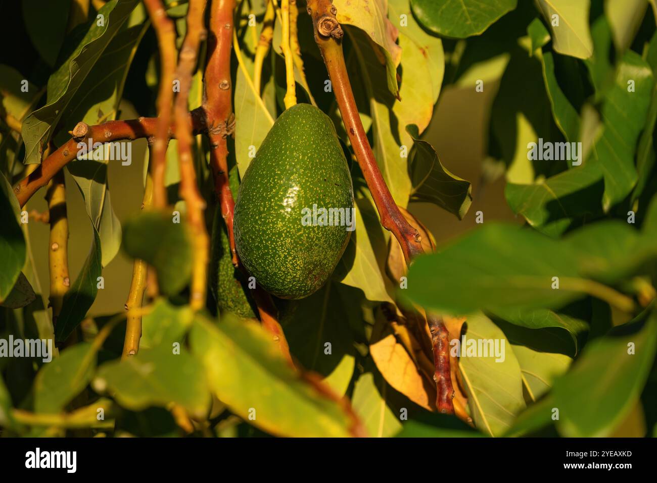 Healthy fresh avocado fruits hi-res stock photography and images - Alamy