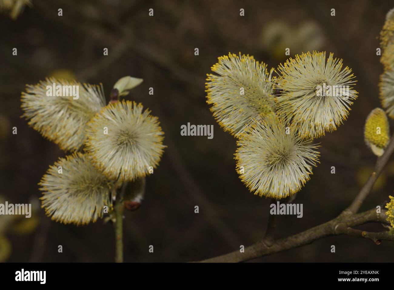 goat willow (Salix caprea Stock Photo - Alamy