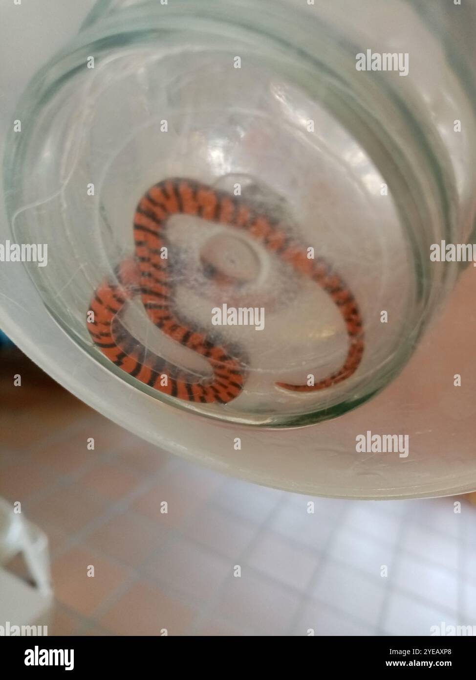 Fire-bellied Snake (Erythrolamprus epinephalus Stock Photo - Alamy