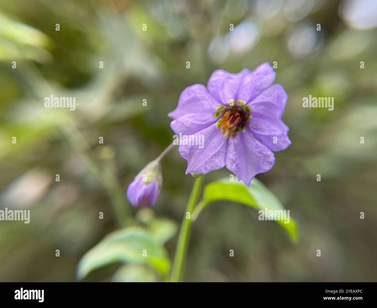 Bluewitch hi-res stock photography and images - Alamy