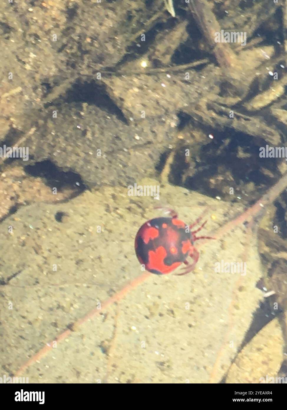 Water Mites (Hydrachnidia Stock Photo - Alamy