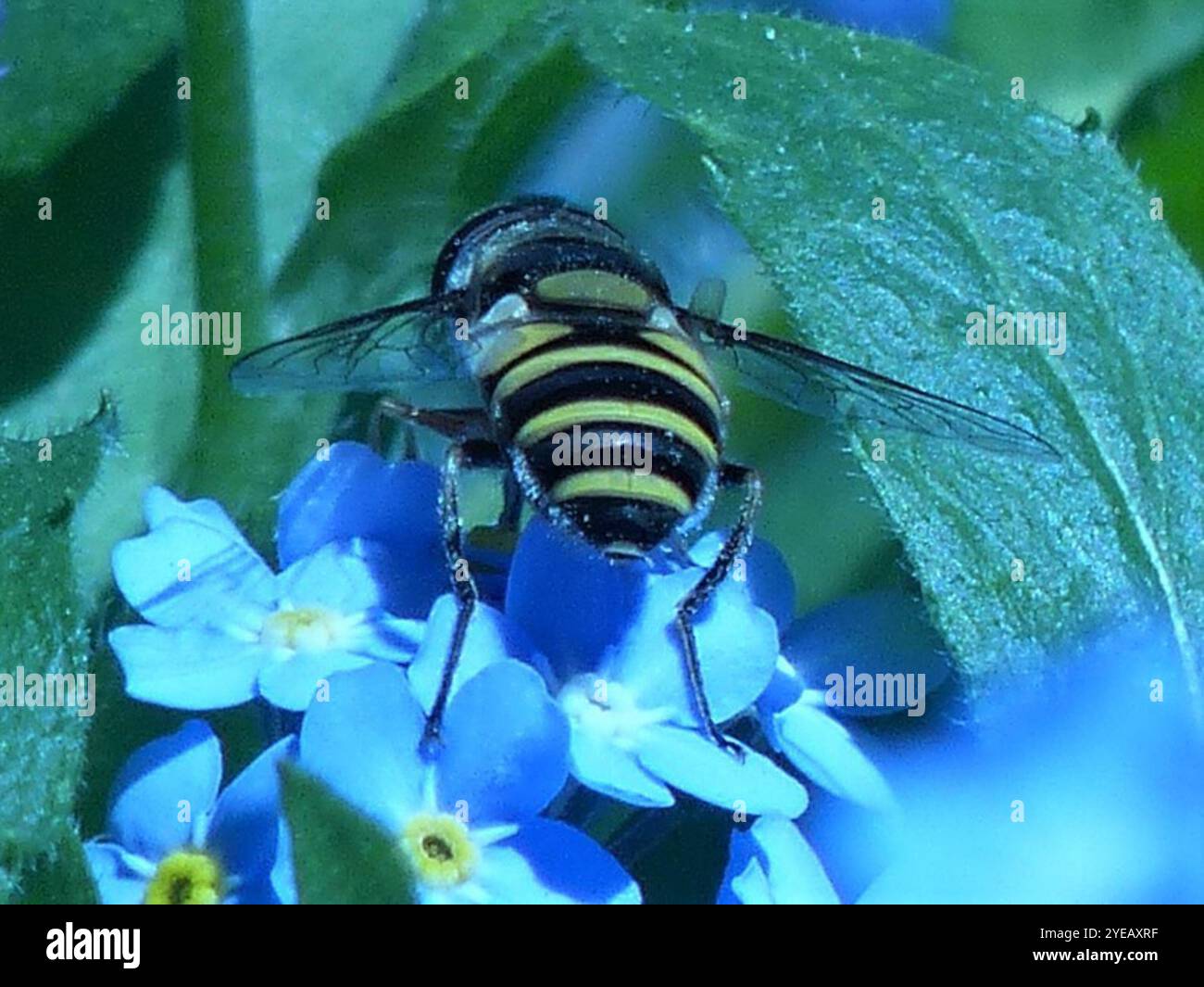 Transverse-banded Flower Fly (Eristalis transversa Stock Photo - Alamy