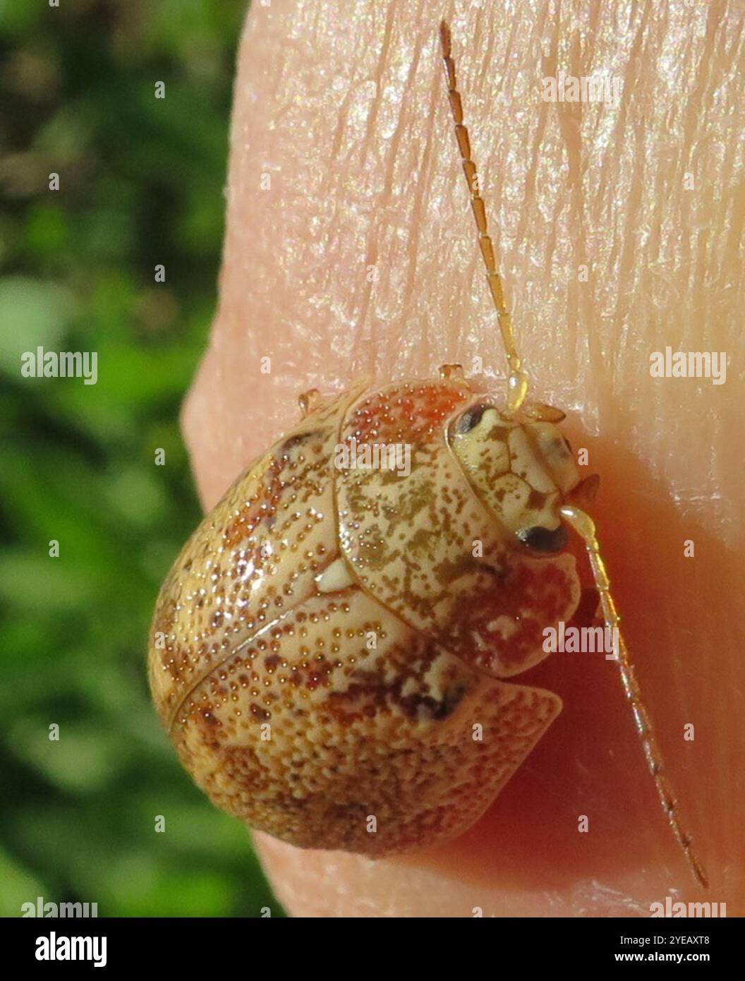 Paropsis hi-res stock photography and images - Alamy