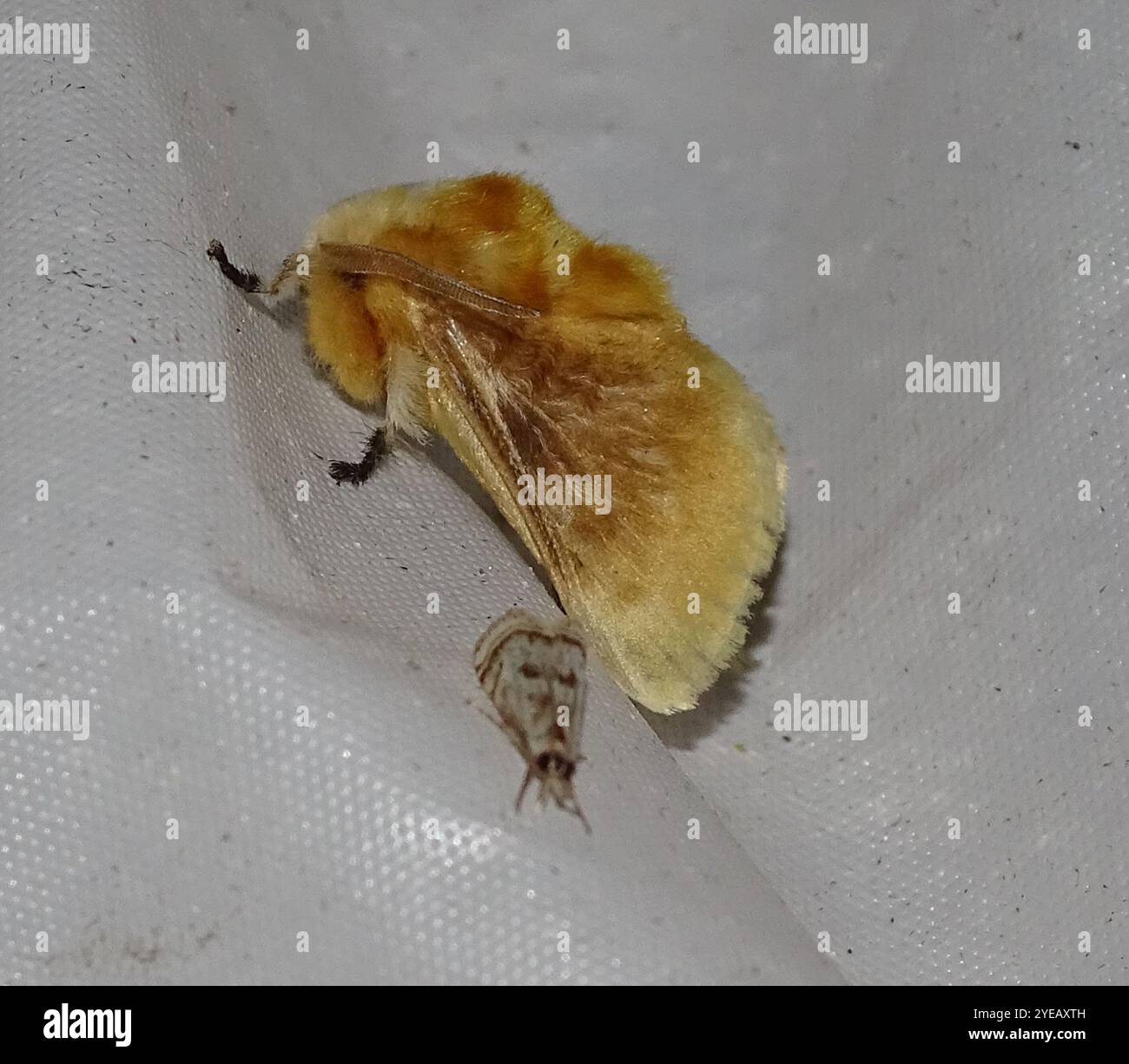 Flannel moth hi-res stock photography and images - Alamy