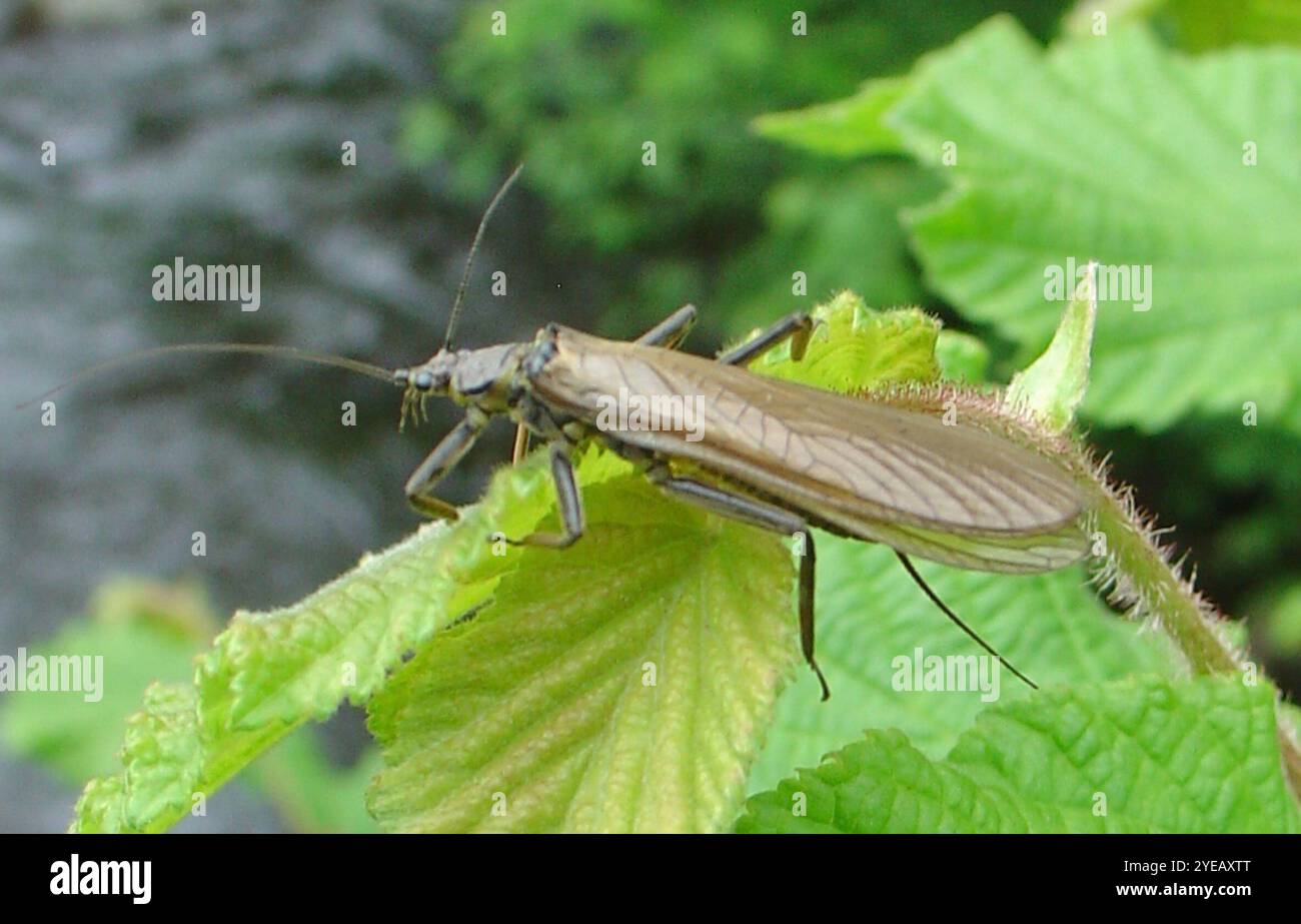 Common Stoneflies (Perlidae Stock Photo - Alamy